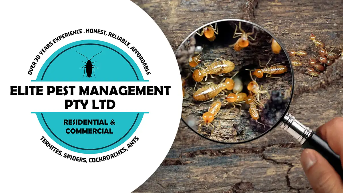 Elite Pest Management NSW - Professional Pest Control